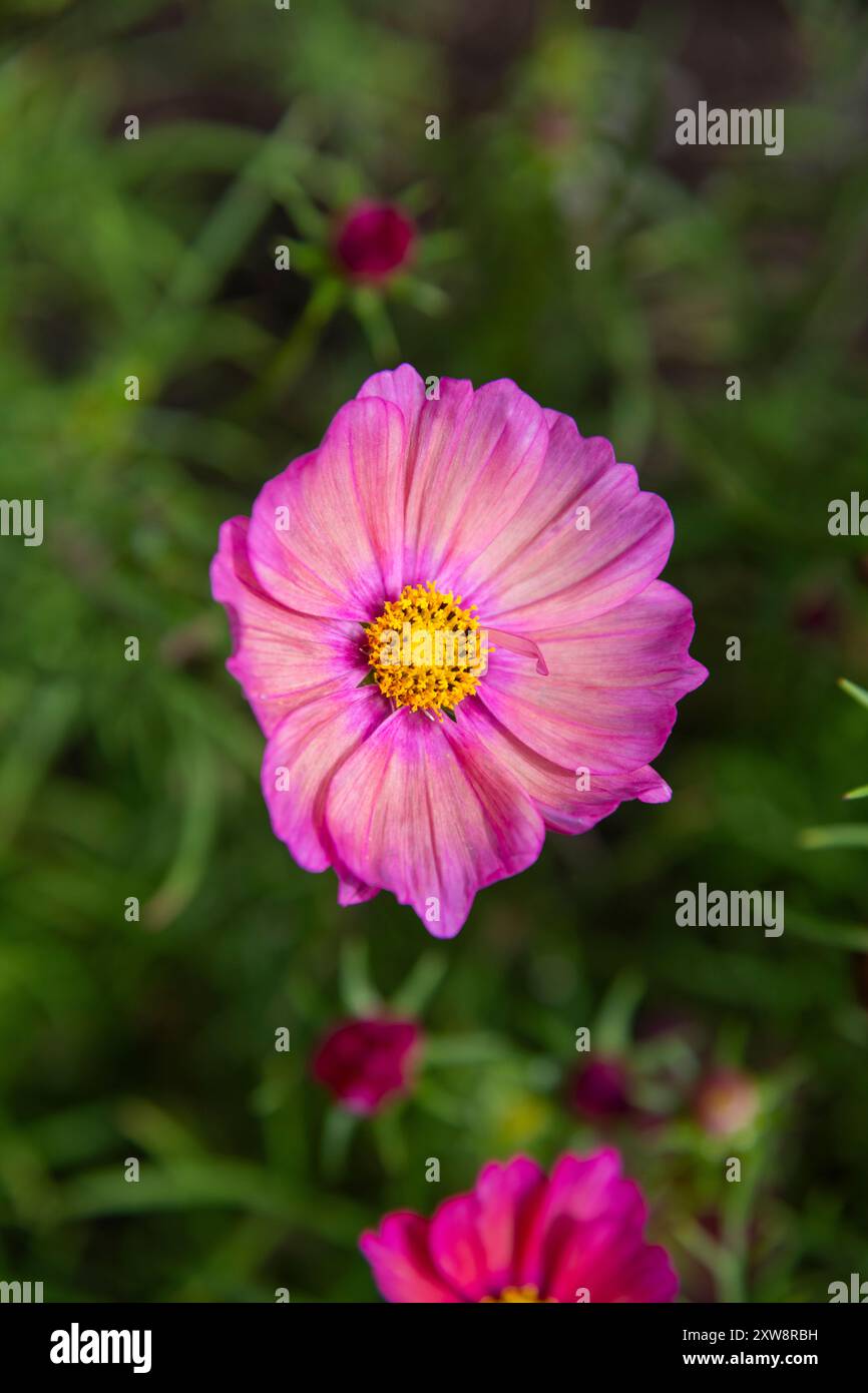 Unusual colour variety of Cosmos called Xsenia with flowers that change ...