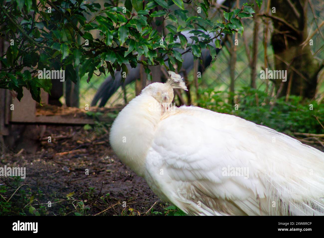 A white peacock preening its feathers in a natural setting, surrounded ...