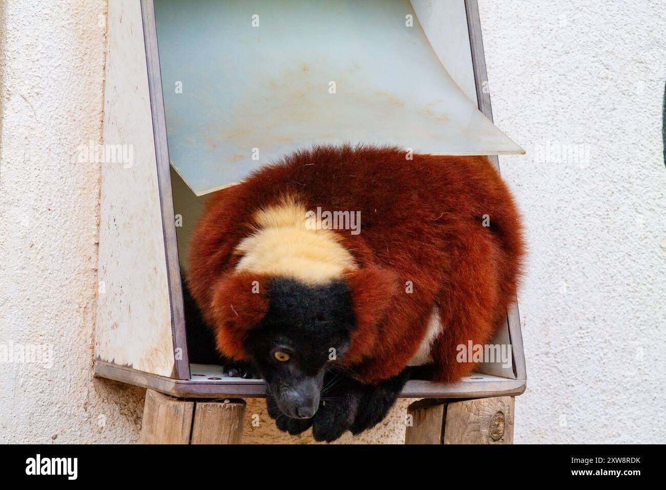 A lemur with a striking reddish-brown and cream fur pattern is peeking ...