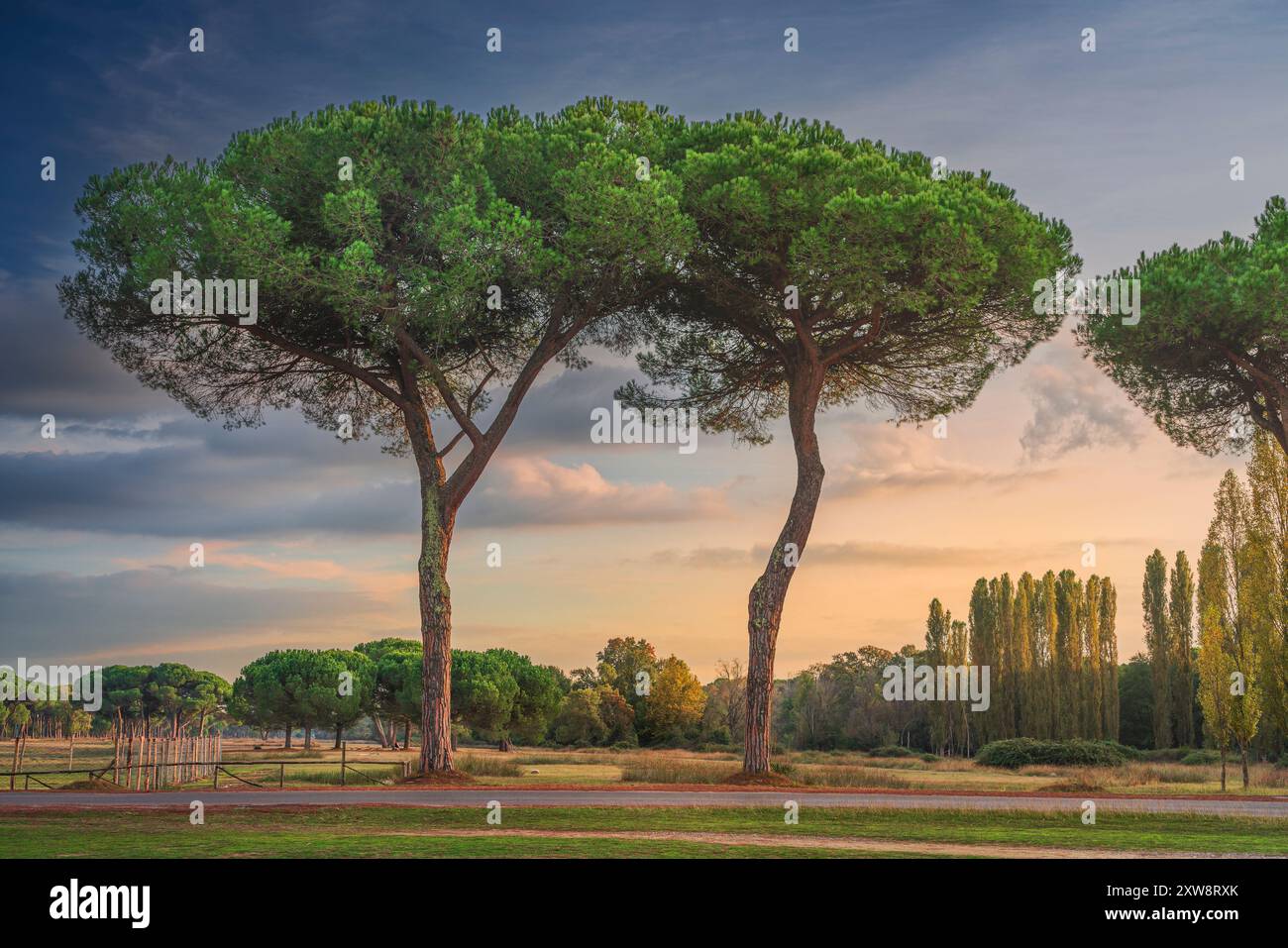 Two stone pine trees in San Rossore and Migliarino park. Pisa, Tuscany ...