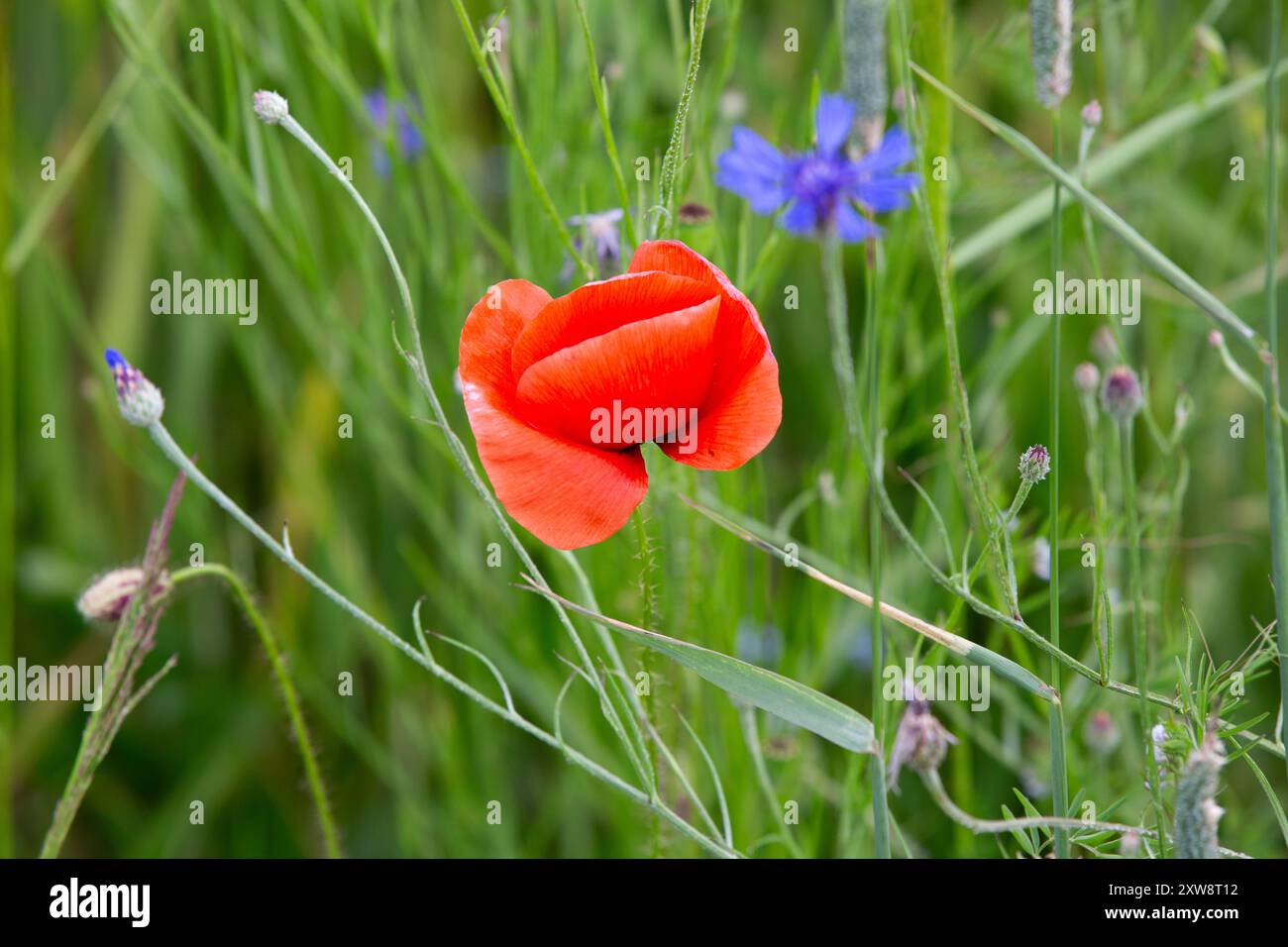 Poppy field as a symbol of Reconciliation Day Stock Photo - Alamy