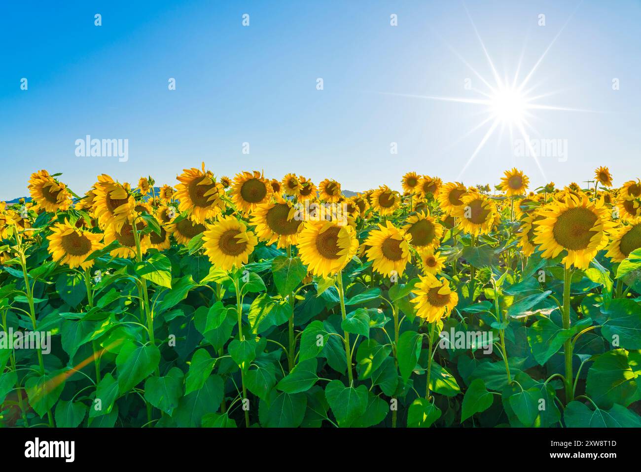 Beautiful blossoming sunflowers hi-res stock photography and images - Alamy