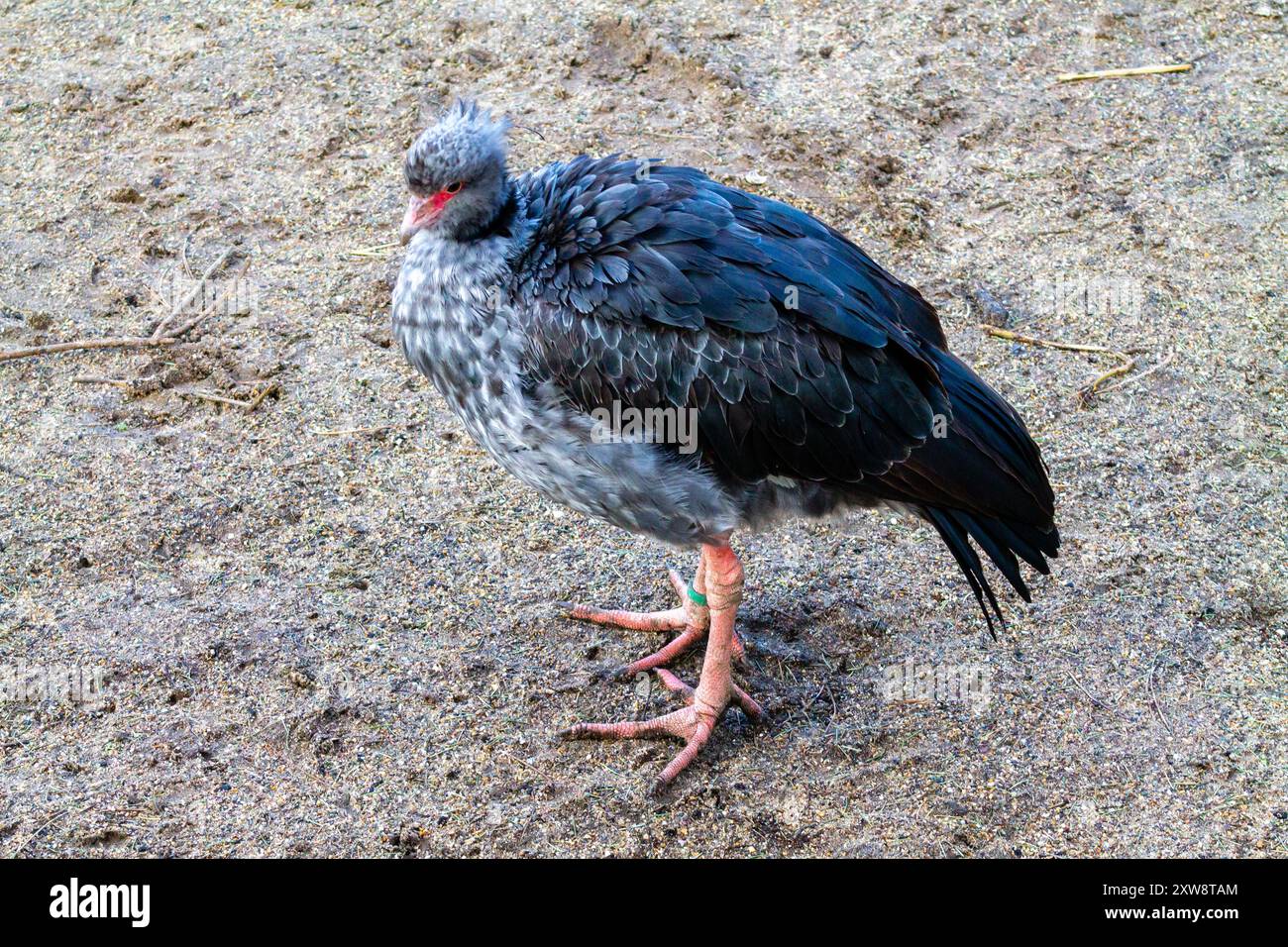 Distinctive long tuft hi-res stock photography and images - Alamy
