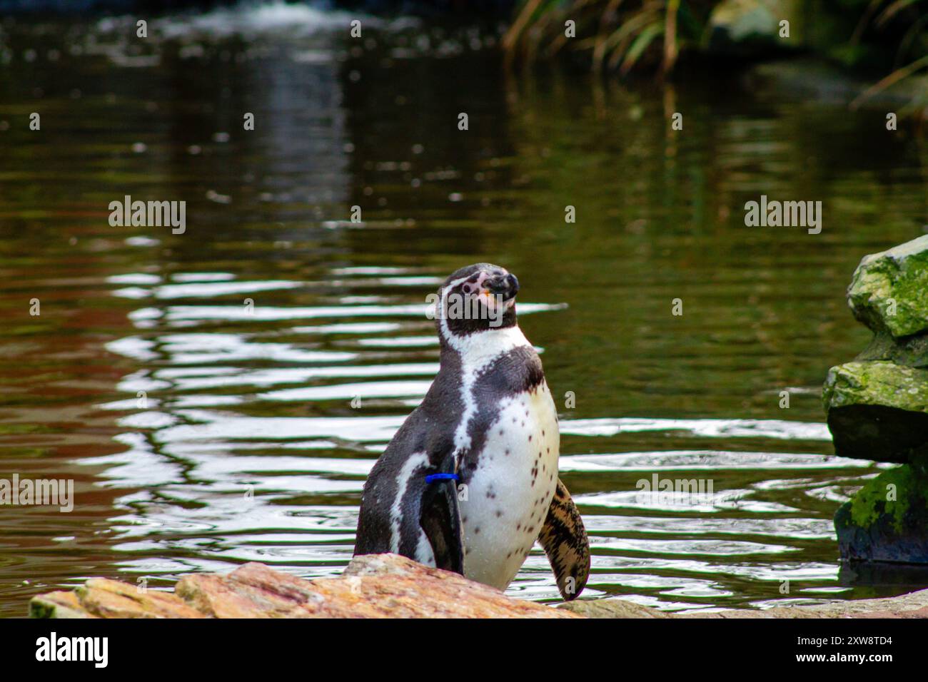 A penguin standing on a rock near a calm water surface, with ripples ...