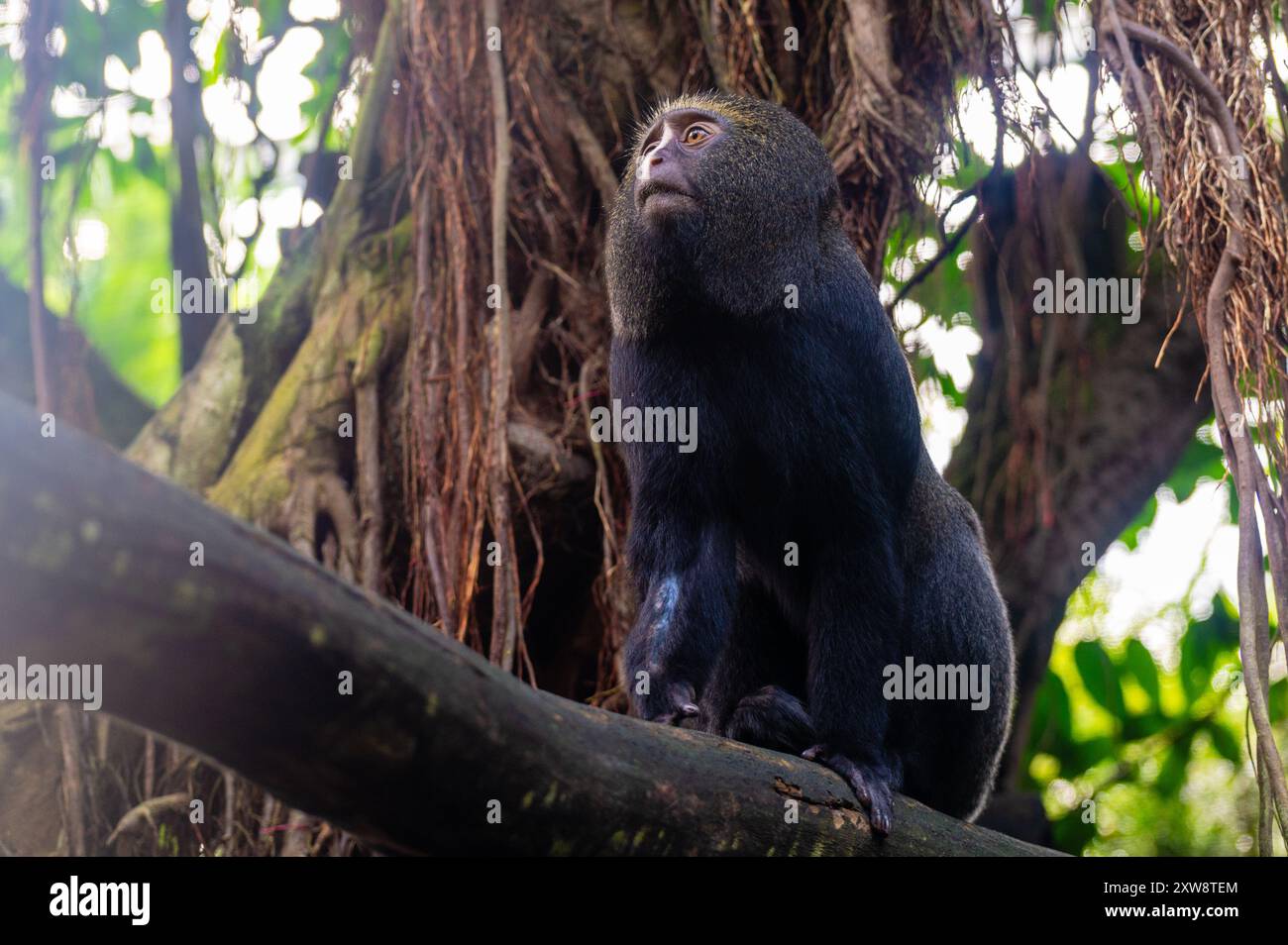 Owl-faced monkey (Cercopithecus hamlyni) on a tree Stock Photo - Alamy