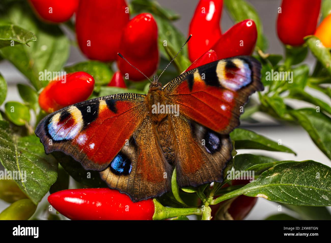 Batterfly garden hi-res stock photography and images - Alamy