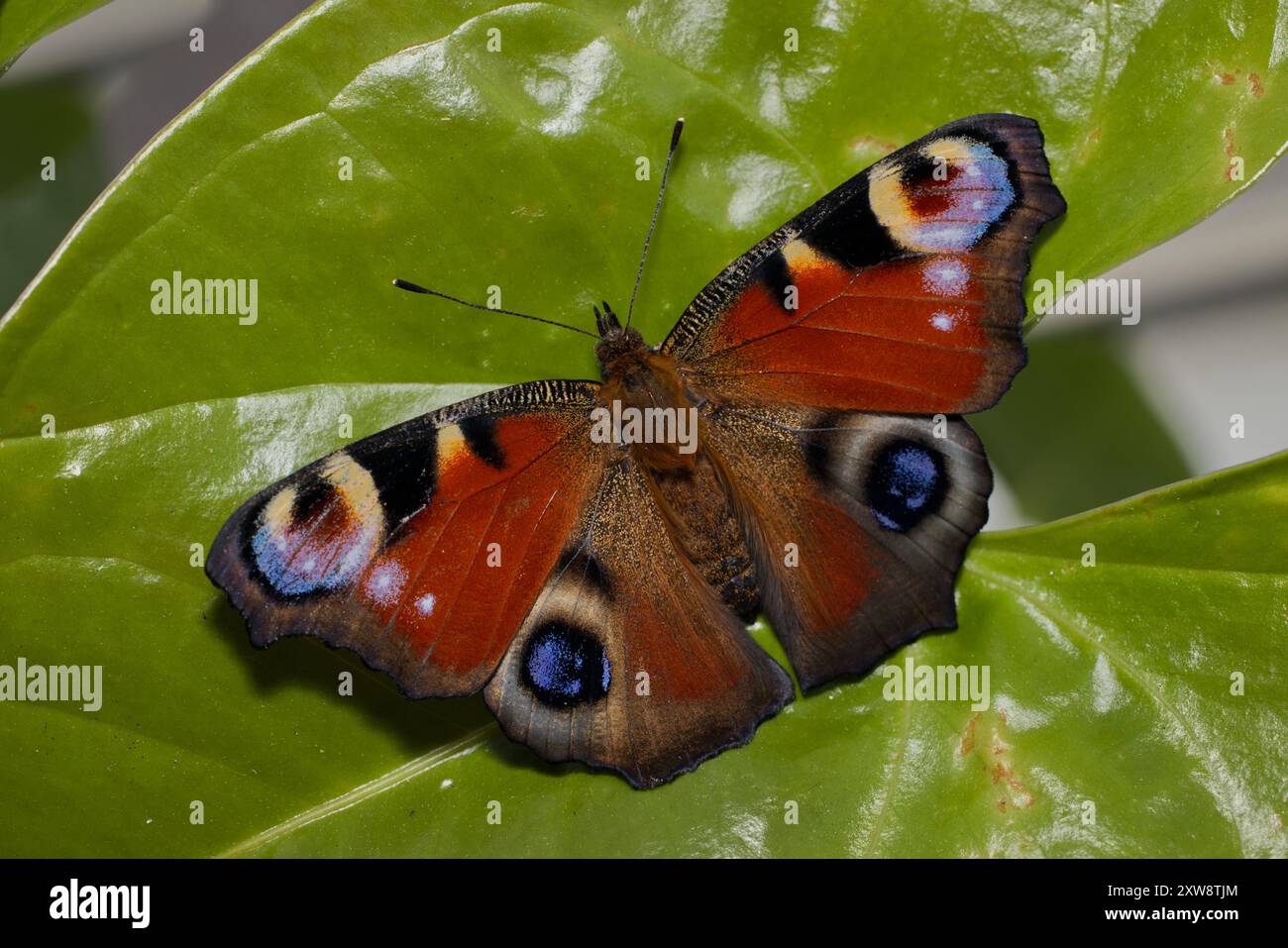 Batterfly garden hi-res stock photography and images - Alamy