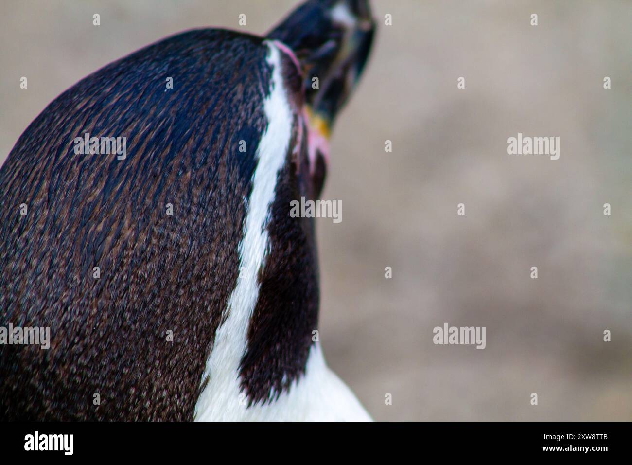 Close-up of a penguin's head and neck, showcasing its distinctive black ...