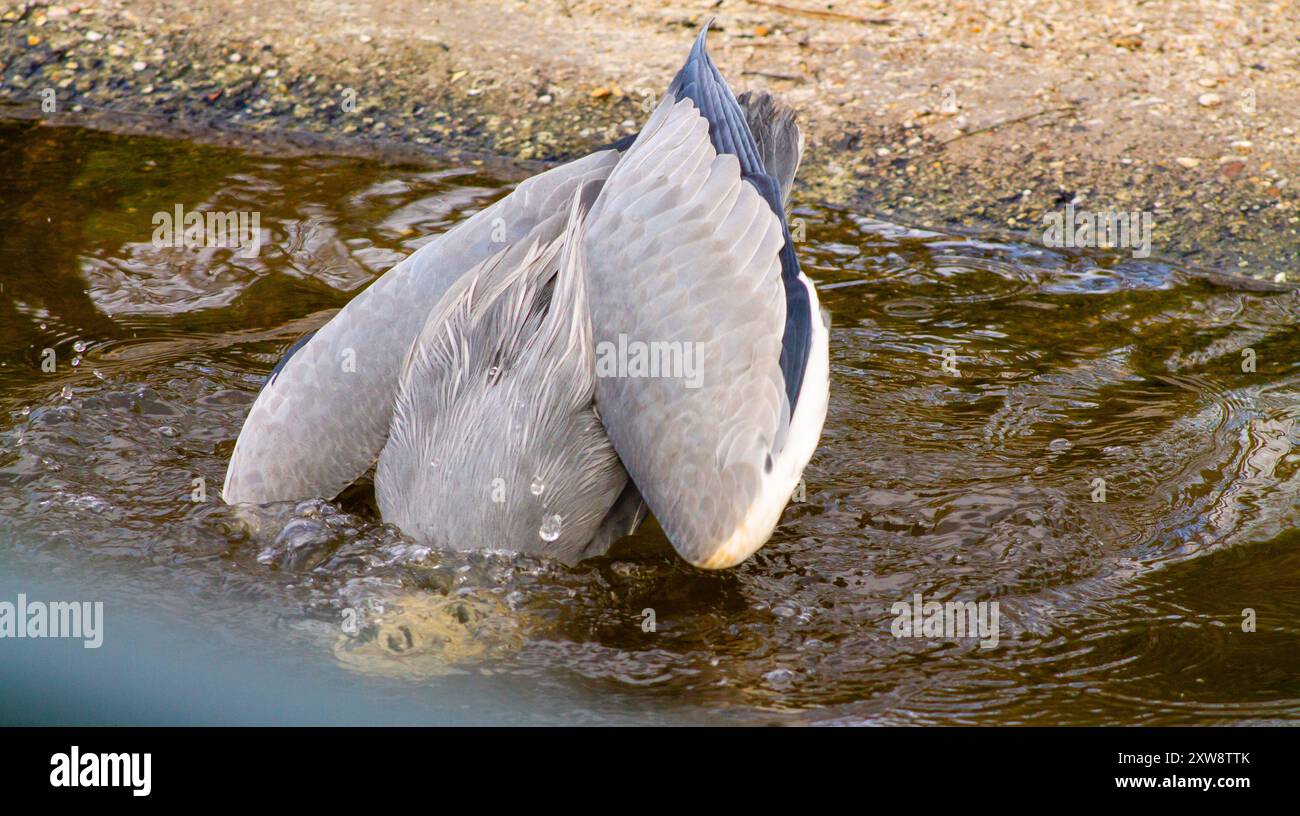 A bird diving headfirst into the water, creating ripples and splashes ...