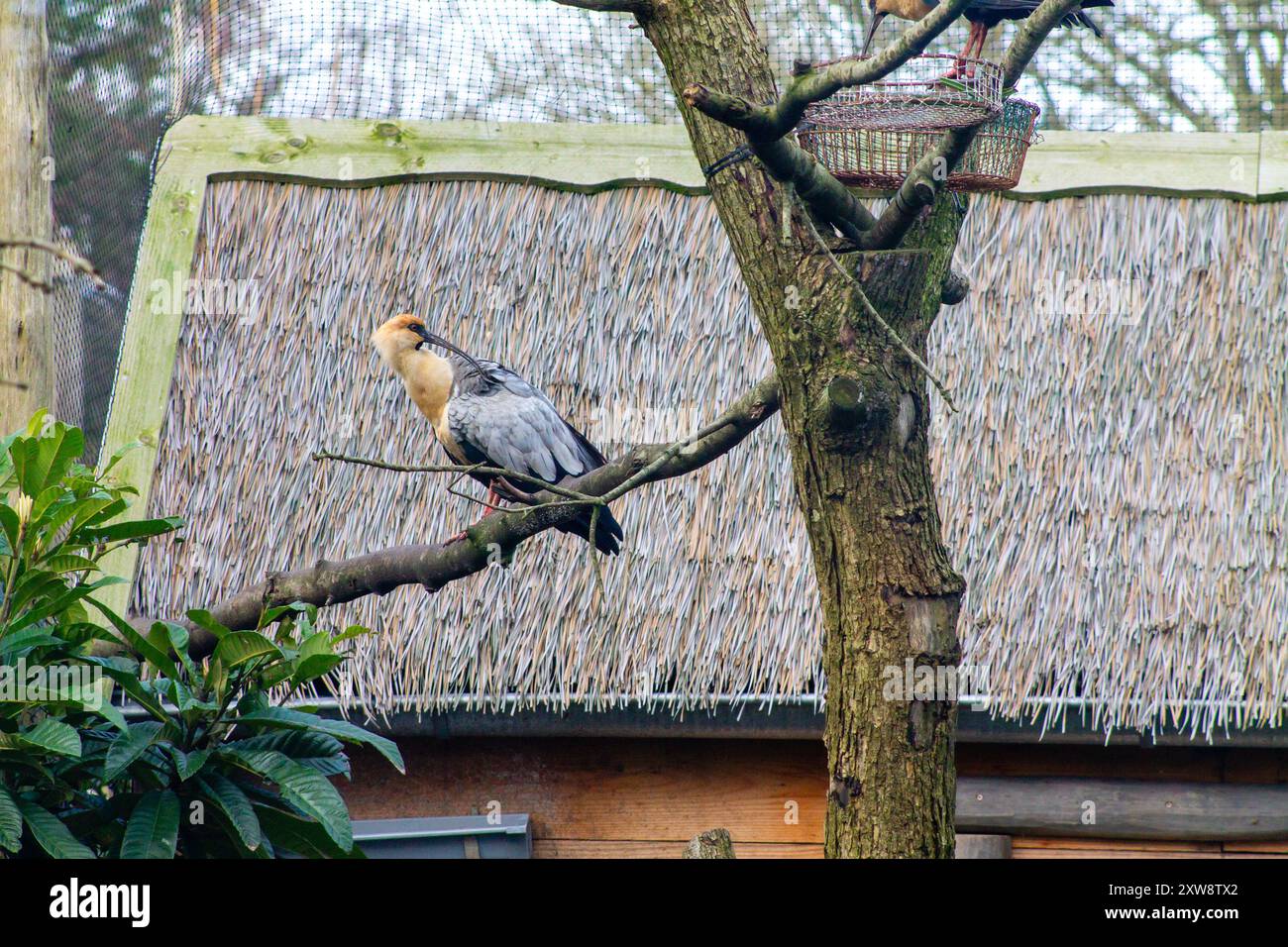 Distinctive feather coloration hi-res stock photography and images - Alamy