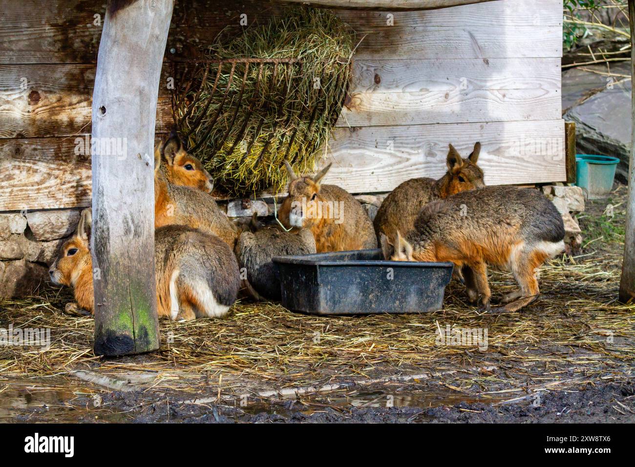 A group of six small mammals gathered around a feeding trough in a ...