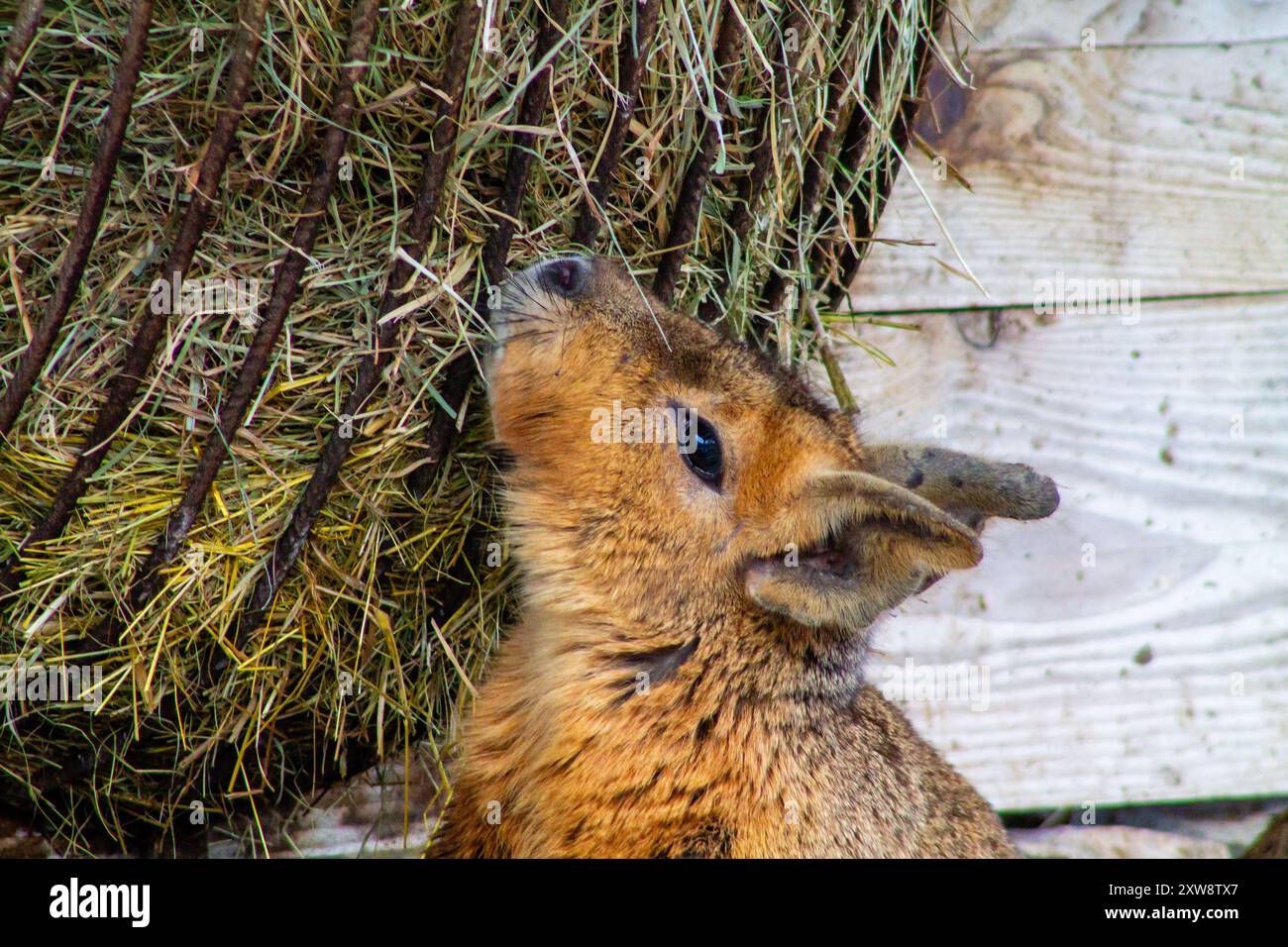 A close-up of a rabbit feeding on hay, with its head tilted upwards ...
