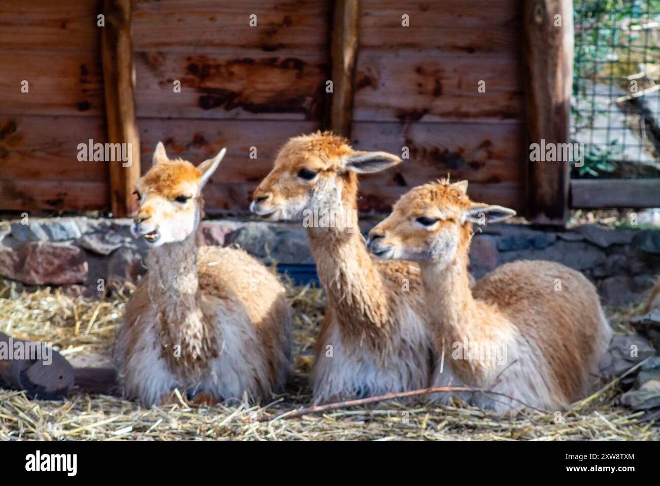 Three guanacos resting together in a straw-filled enclosure, with a ...