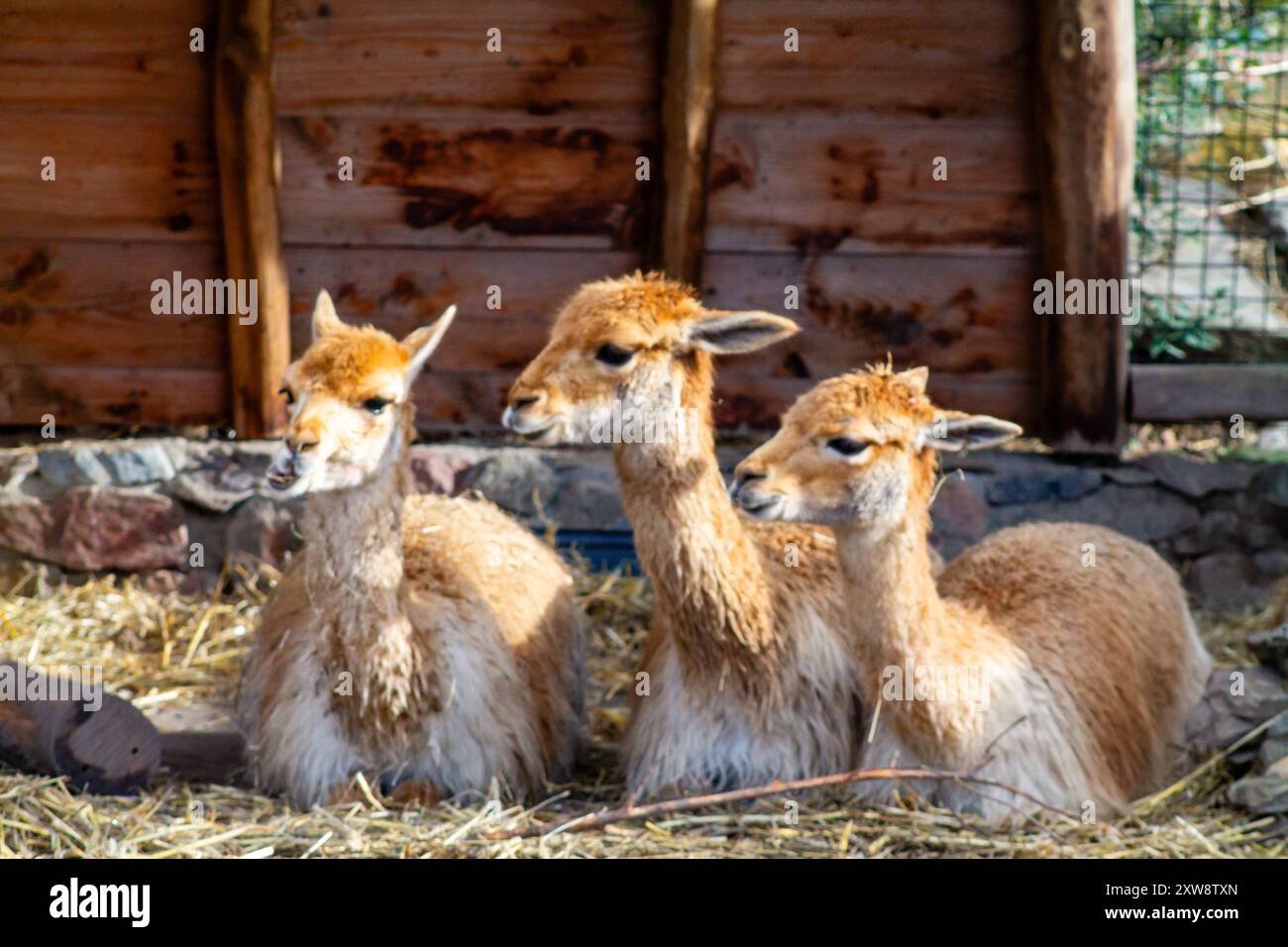 Three young guanacos resting in a straw-filled enclosure, with a wooden ...