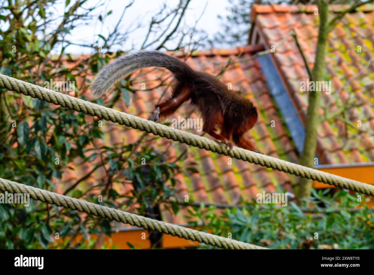 A squirrel balancing on a thick rope, with a blurred background of ...