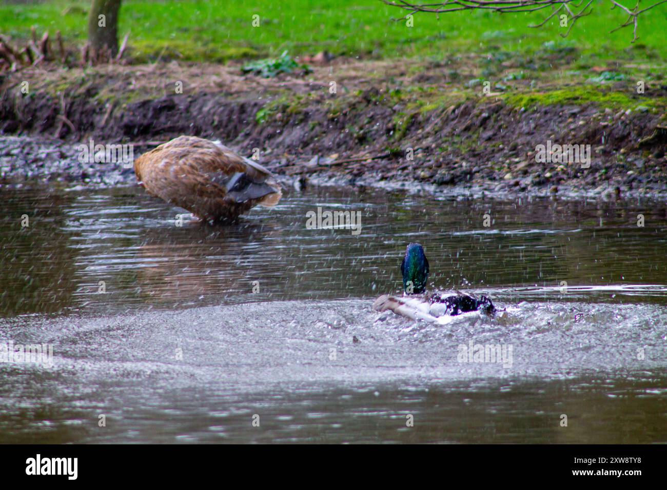 A serene pond scene featuring a duck diving underwater, creating ...