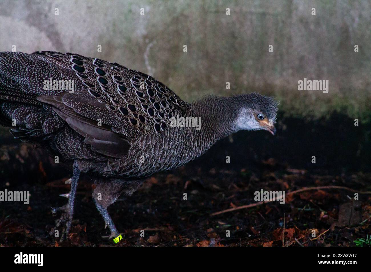 Featuring gray plumage hi-res stock photography and images - Alamy