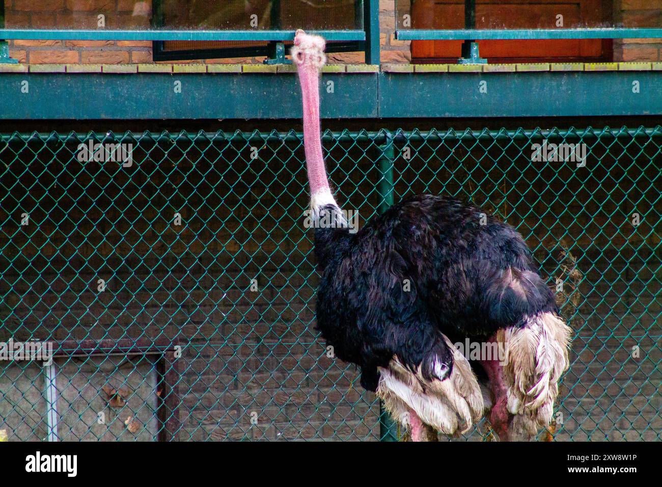 A close-up of an ostrich standing near a fence, showcasing its long ...