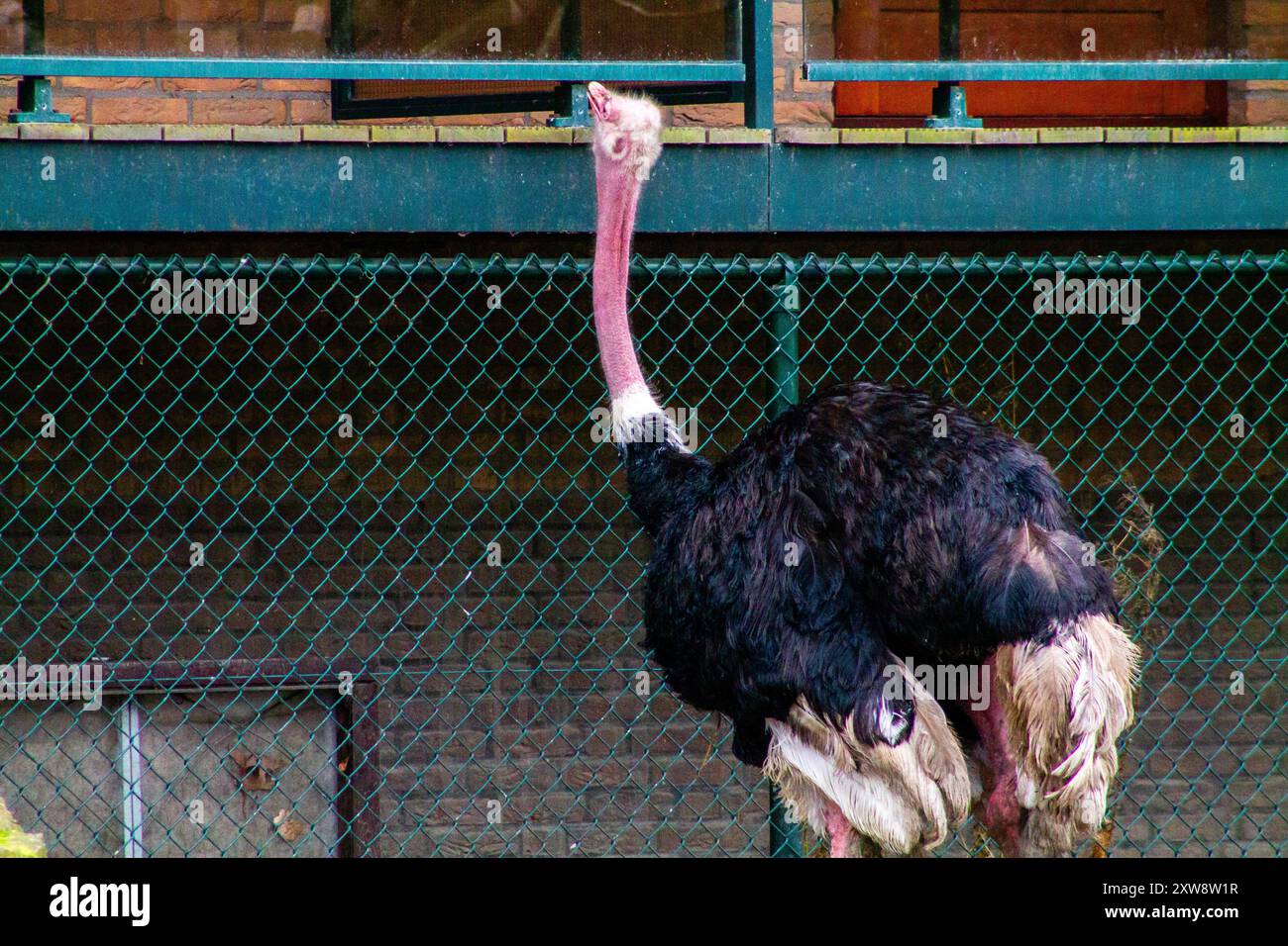 A close-up of an ostrich standing near a fence, with its long neck ...