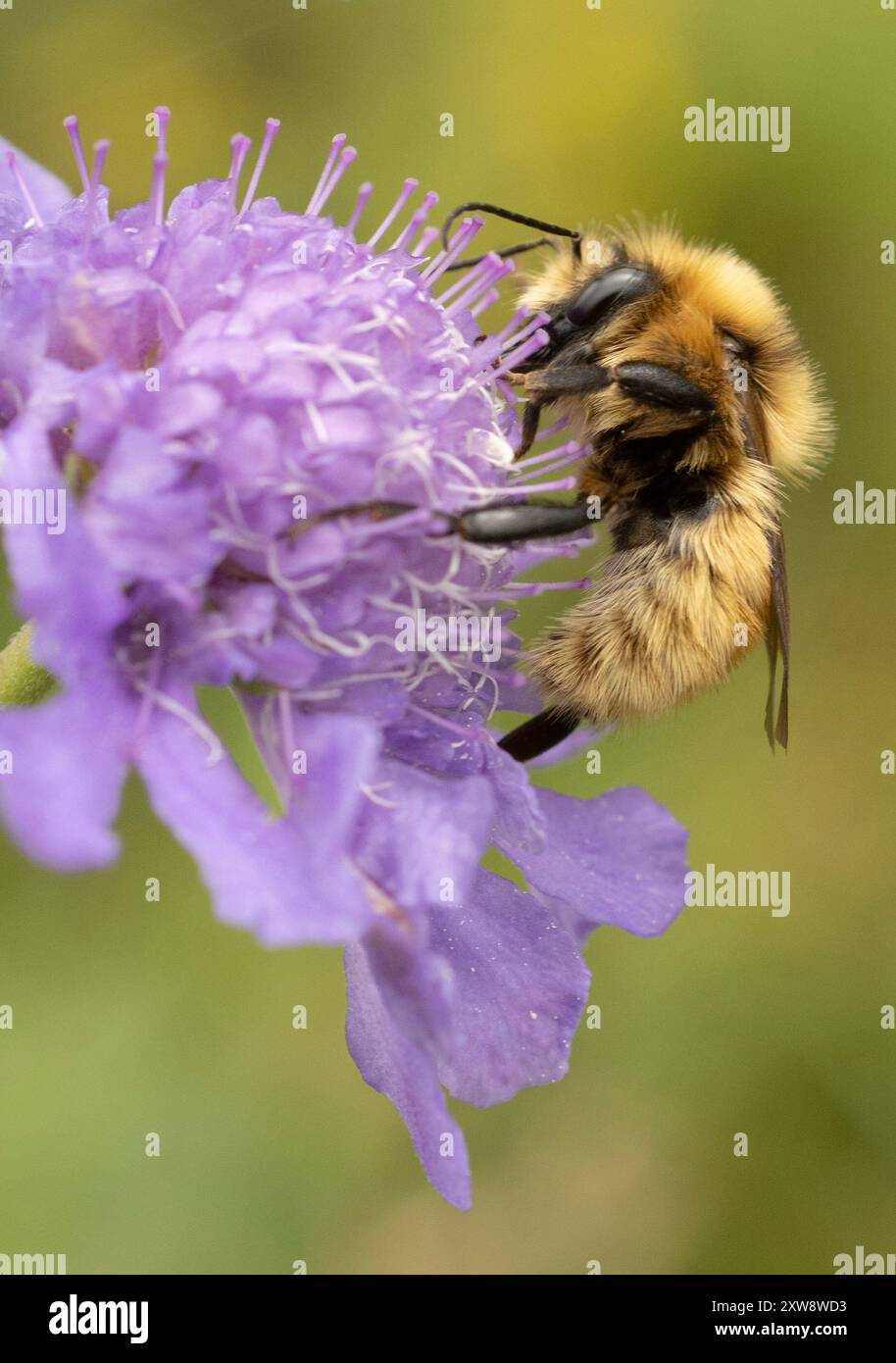 Bumble bee on Scabiosa flower, Teralj National Park, Mongolia Stock ...