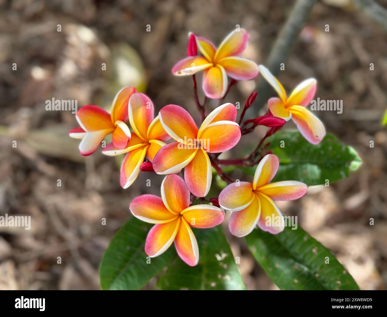 Pink and yellow plumbers flowers on Kauai Stock Photo - Alamy