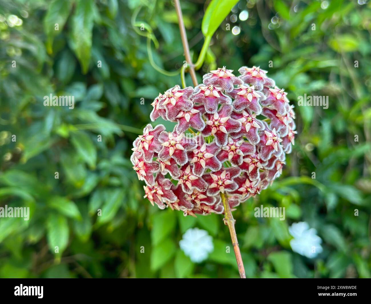 Pink hoya flowers in the National Botanical Garden on Kauai Stock Photo ...