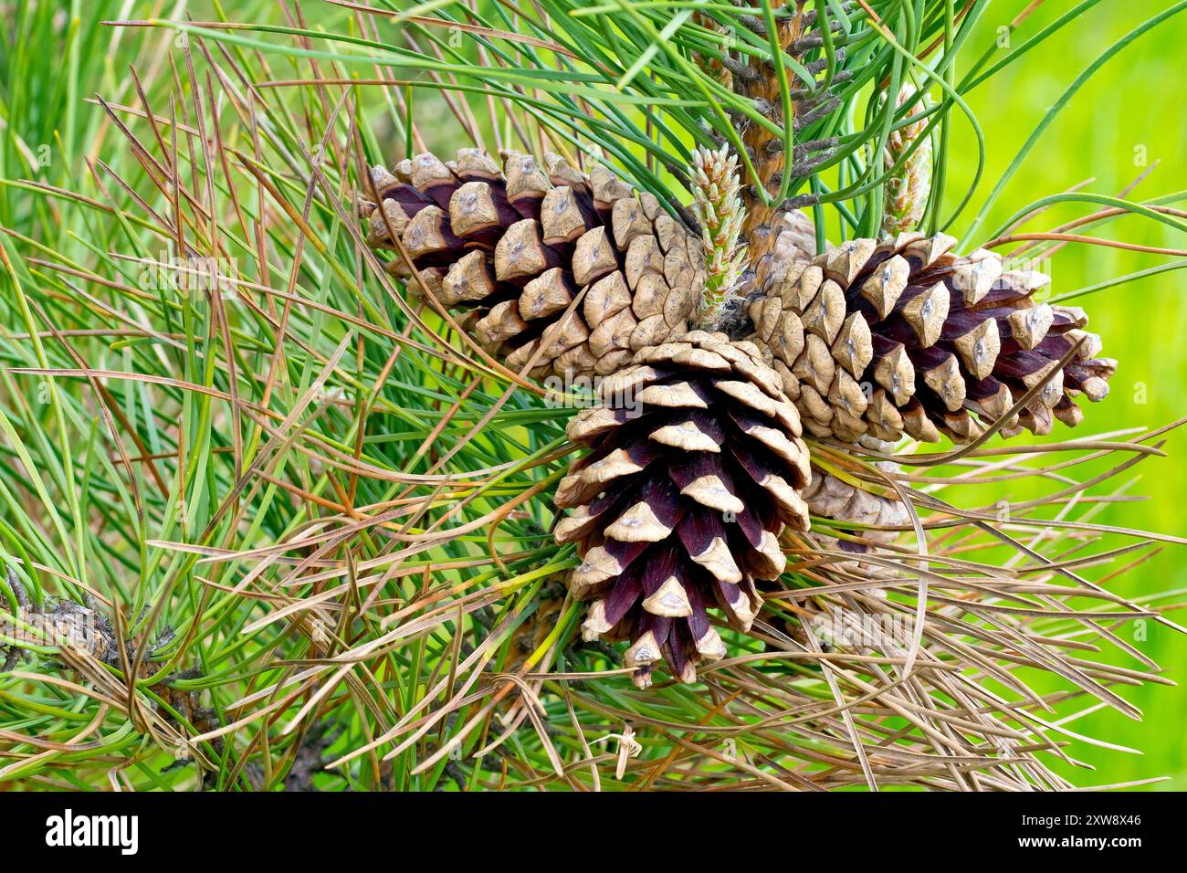 Black Pine (pinus nigra), close up showing a cluster of mature cones ...