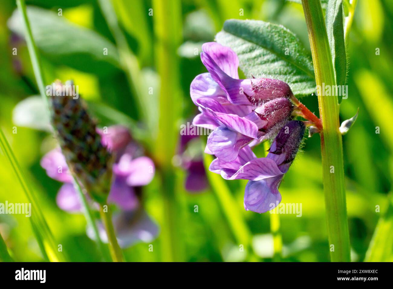 Bush Vetch (vicia sepium), close up of a cluster of purple flowers of ...