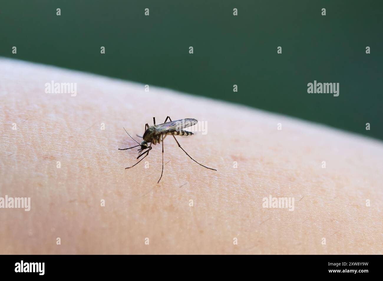 Mosquito on human skin showing its details Stock Photo - Alamy