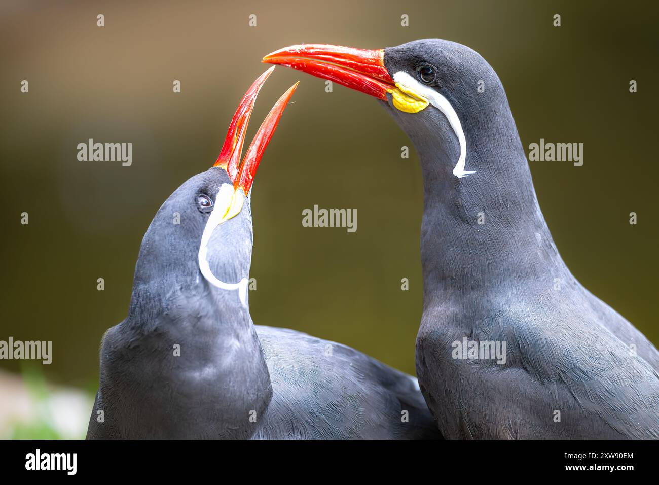 Pair of Inca Terns (Larosterna inca Stock Photo - Alamy