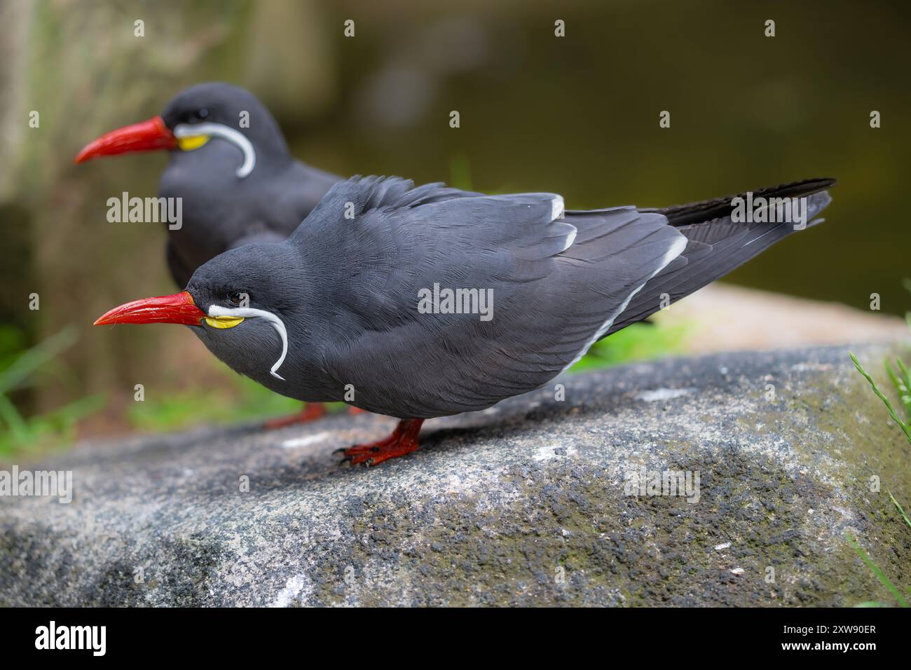 Pair of Inca Terns (Larosterna inca Stock Photo - Alamy