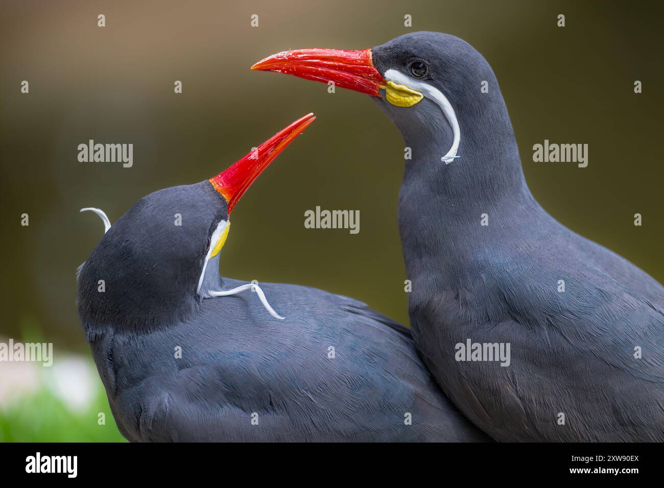 Pair of Inca Terns (Larosterna inca Stock Photo - Alamy
