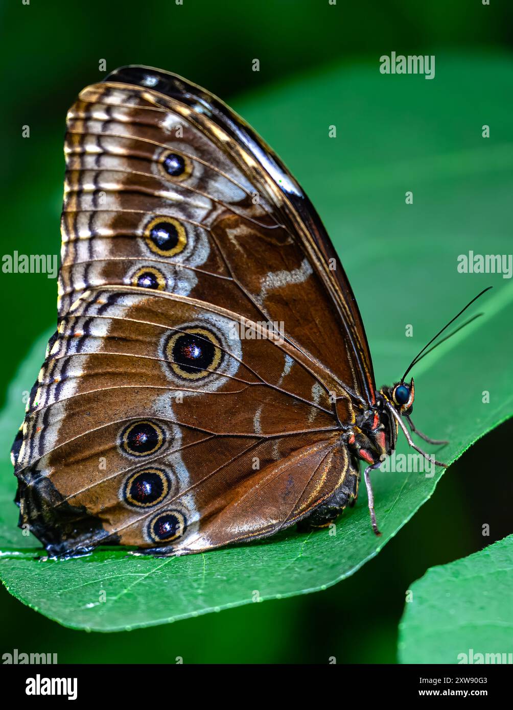 Female morpho hi-res stock photography and images - Alamy