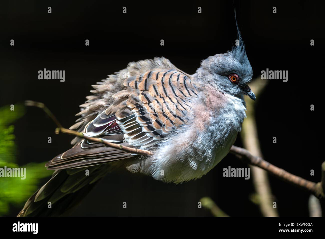 Australian native pigeon hi-res stock photography and images - Alamy