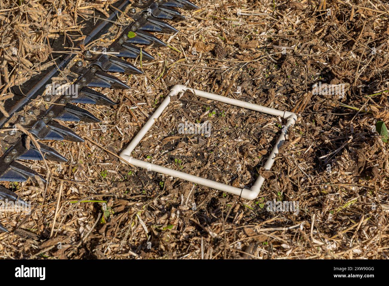 Checking for soybeans on ground after harvest. Soybean loss, harvest ...