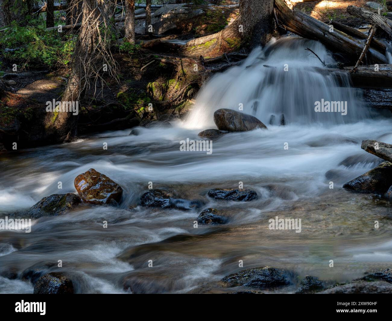 Creek flows beneath a canopy of a thick forest Stock Photo - Alamy
