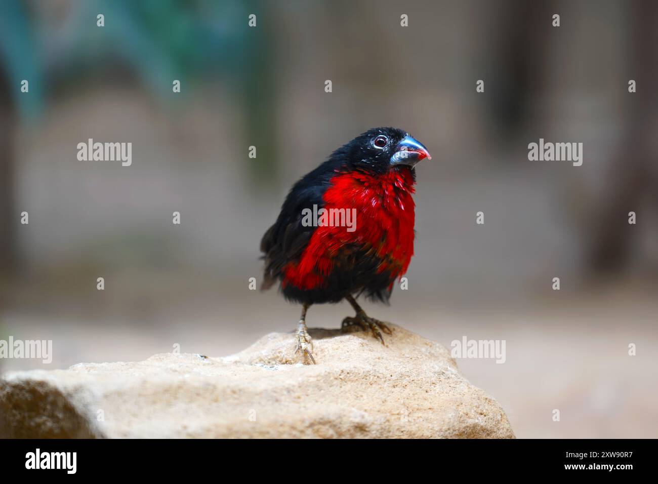 Male western bluebill spermophaga haematina, little red bird sitting on ...