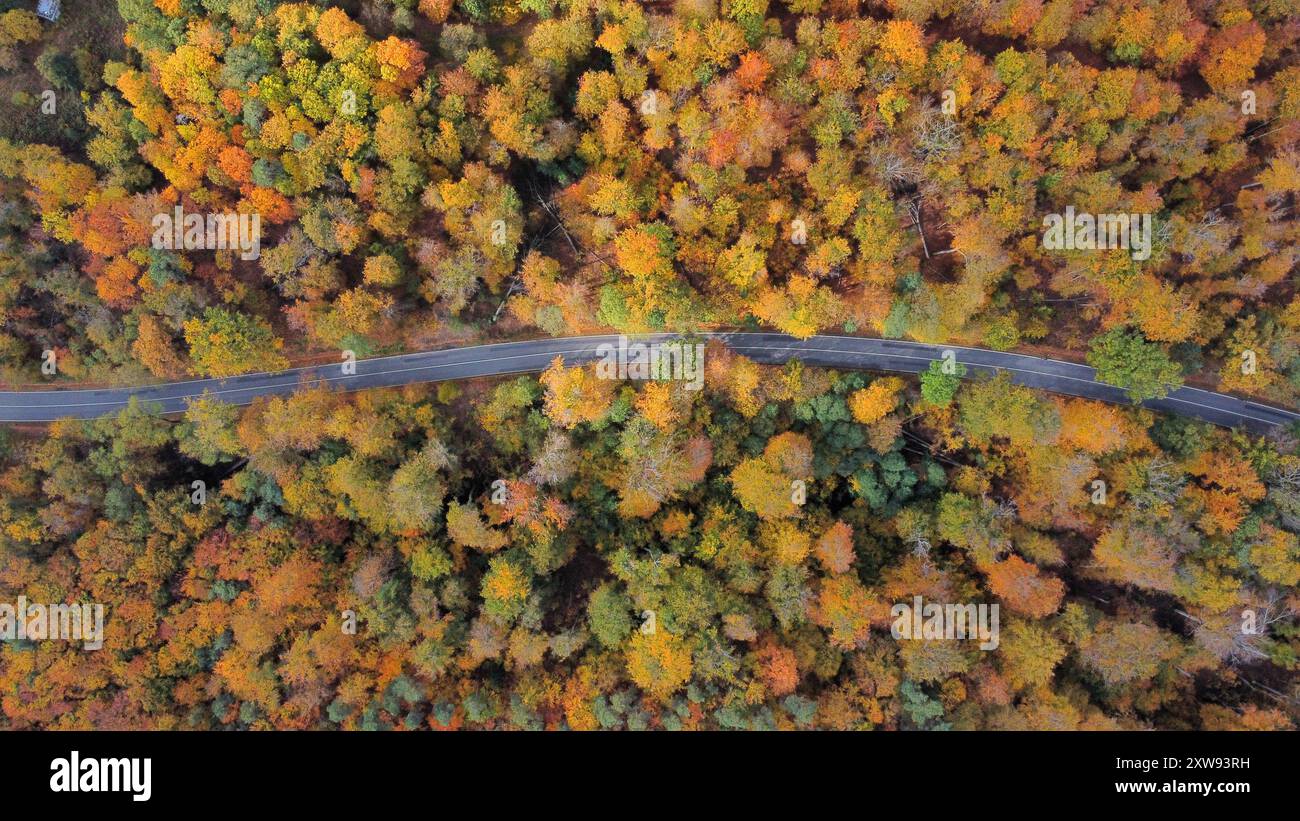 Aerial view of a colourful forest in autumn Stock Photo - Alamy