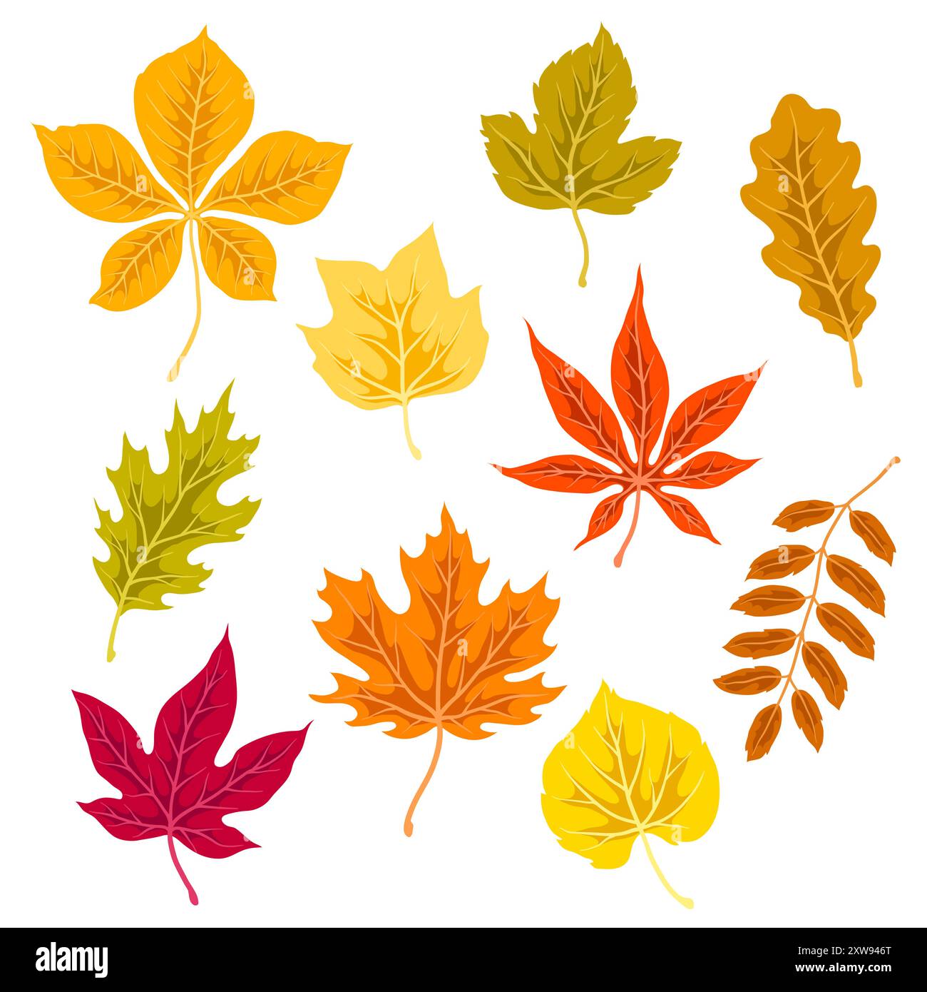 Set of autumn leaves. Illustration of various foliage Stock Vector ...