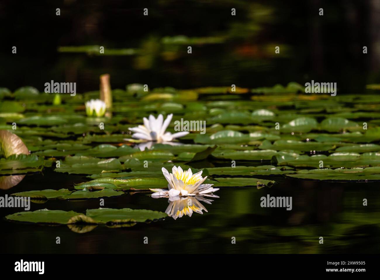 American White Water Lily (Nymphaea odorata) on Lake Nokomis in ...