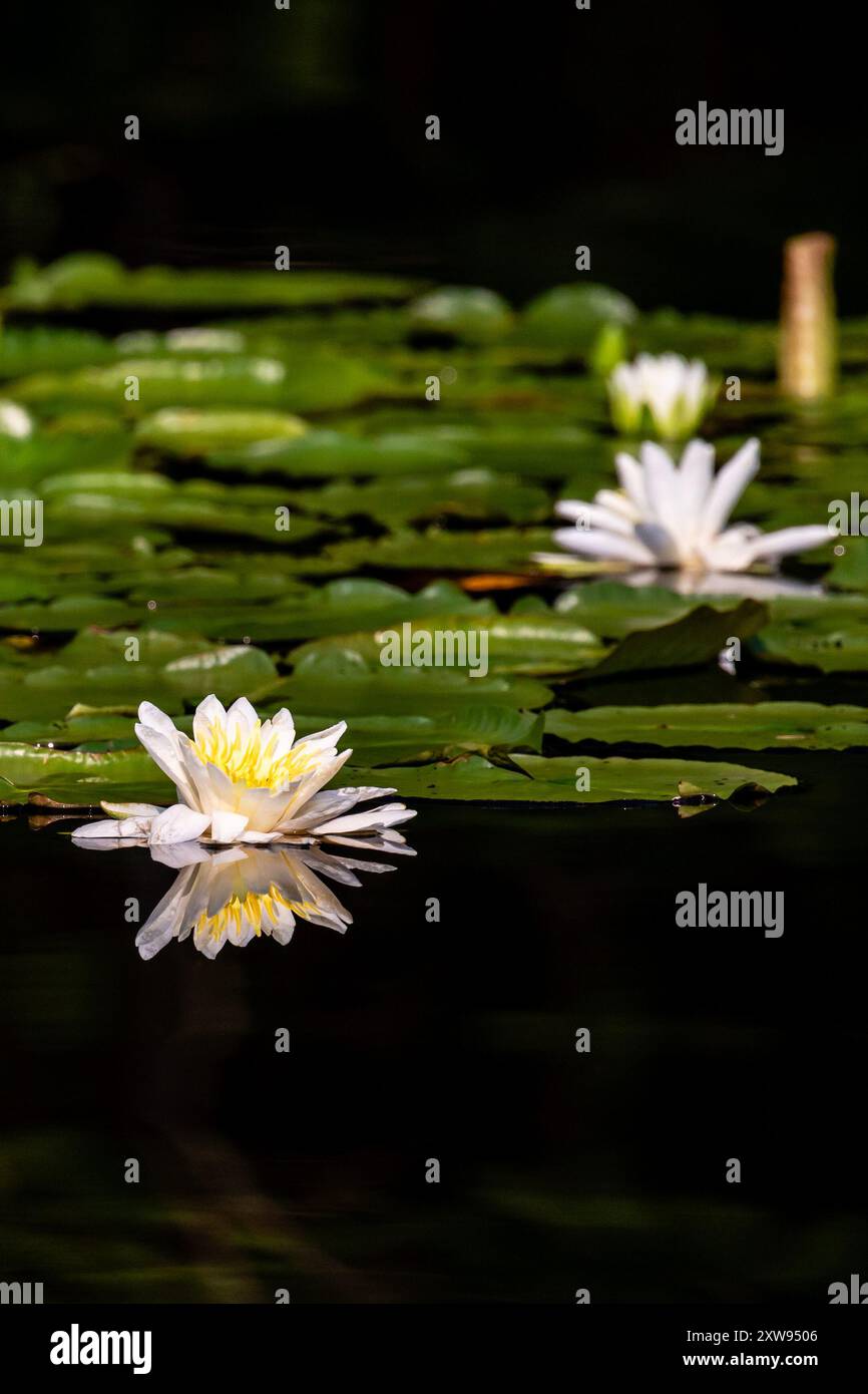 American White Water Lily (Nymphaea odorata) on Lake Nokomis in ...