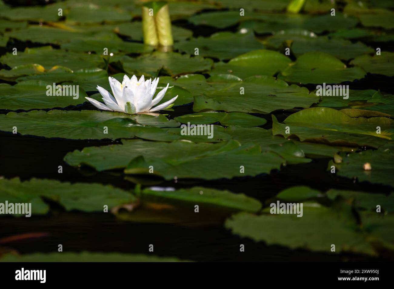 American White Water Lily (Nymphaea odorata) on Lake Nokomis in ...