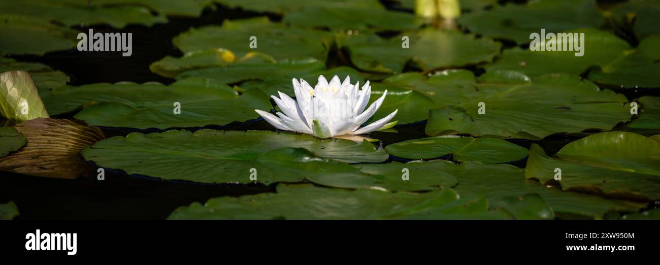 American White Water Lily (Nymphaea odorata) on Lake Nokomis in ...