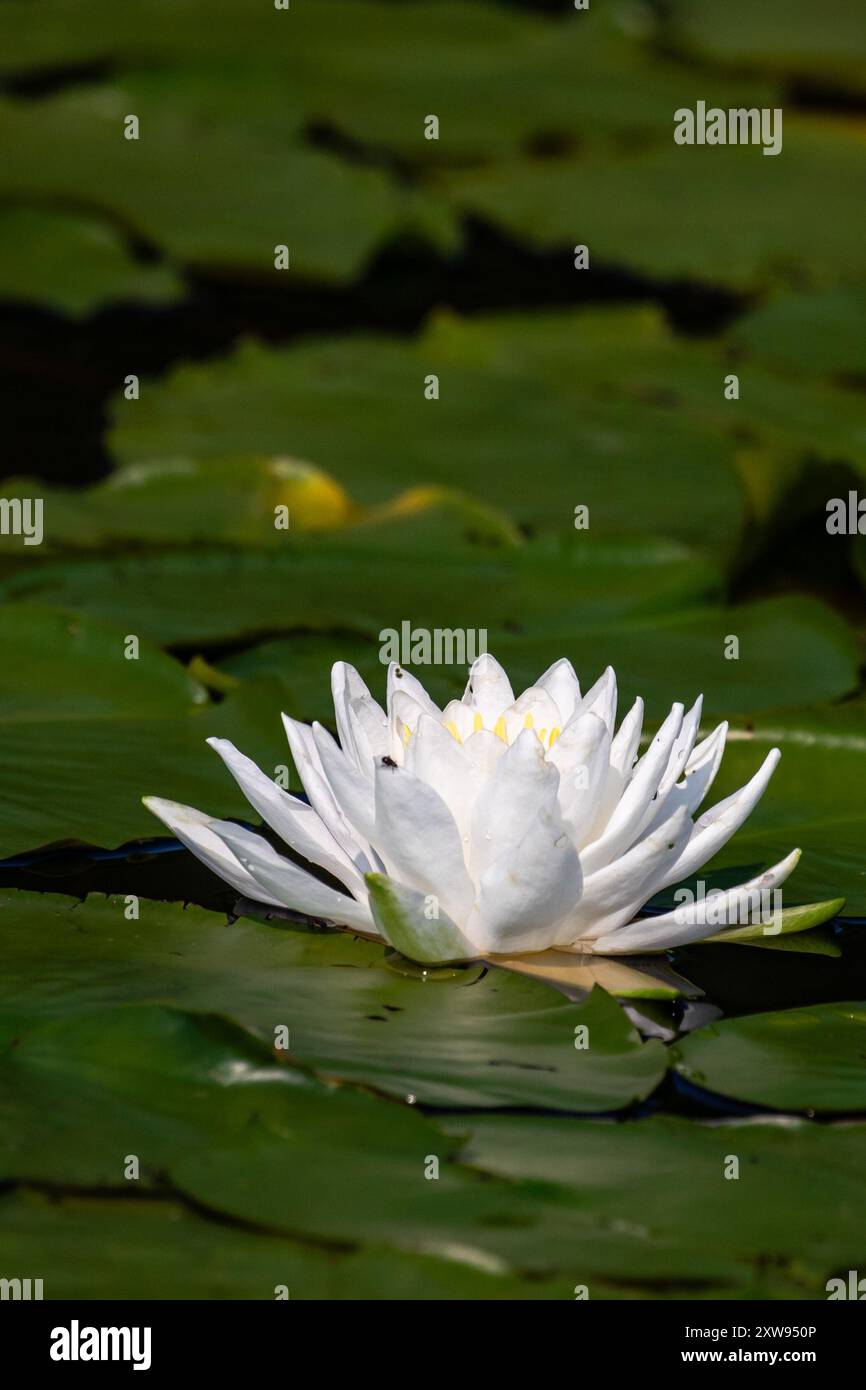 American White Water Lily (Nymphaea odorata) on Lake Nokomis in ...