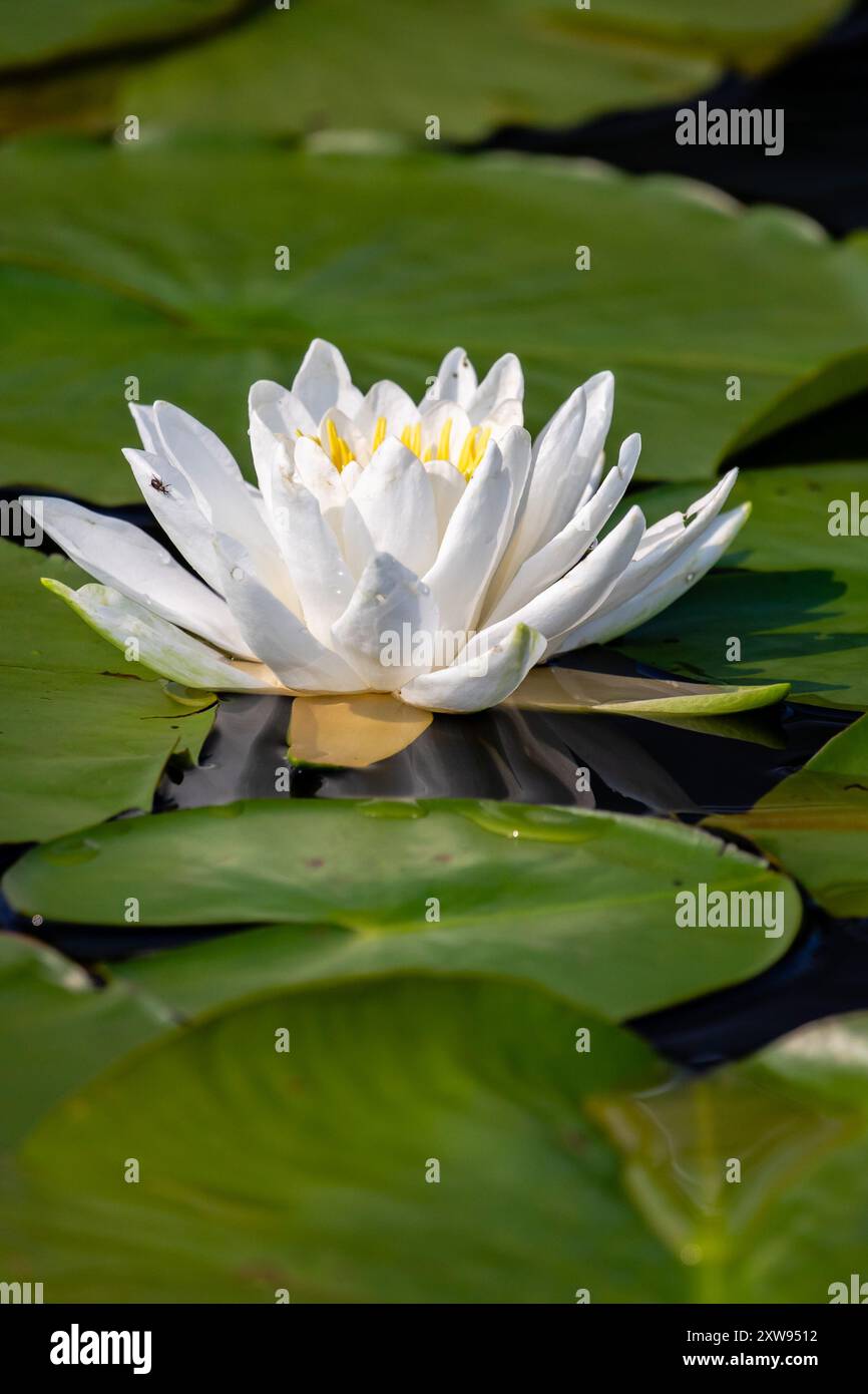 American White Water Lily (Nymphaea odorata) on Lake Nokomis in ...