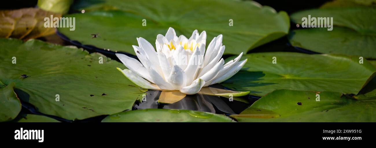 American White Water Lily (Nymphaea odorata) on Lake Nokomis in ...