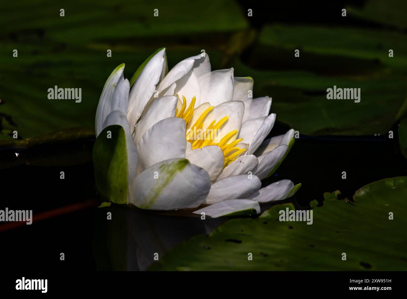 American White Water Lily (Nymphaea odorata) on Lake Nokomis in ...