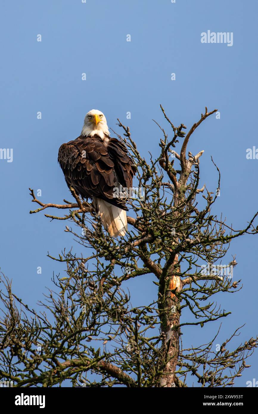 Bald Eagle (Haliaeetus leucocephalus) young adult, perched in a dead ...