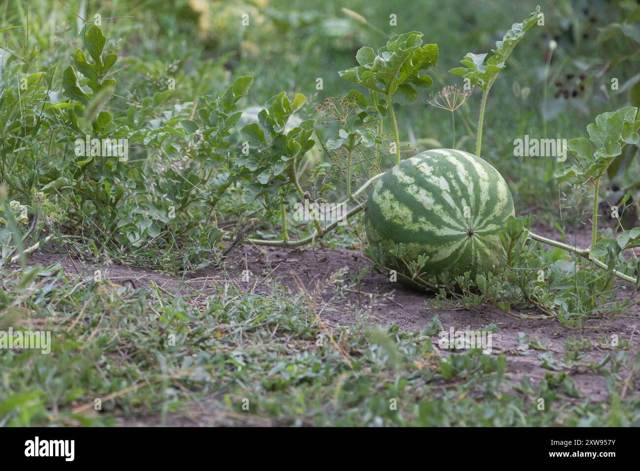 Watermelons growing in the garden, with green leaves and vines around ...