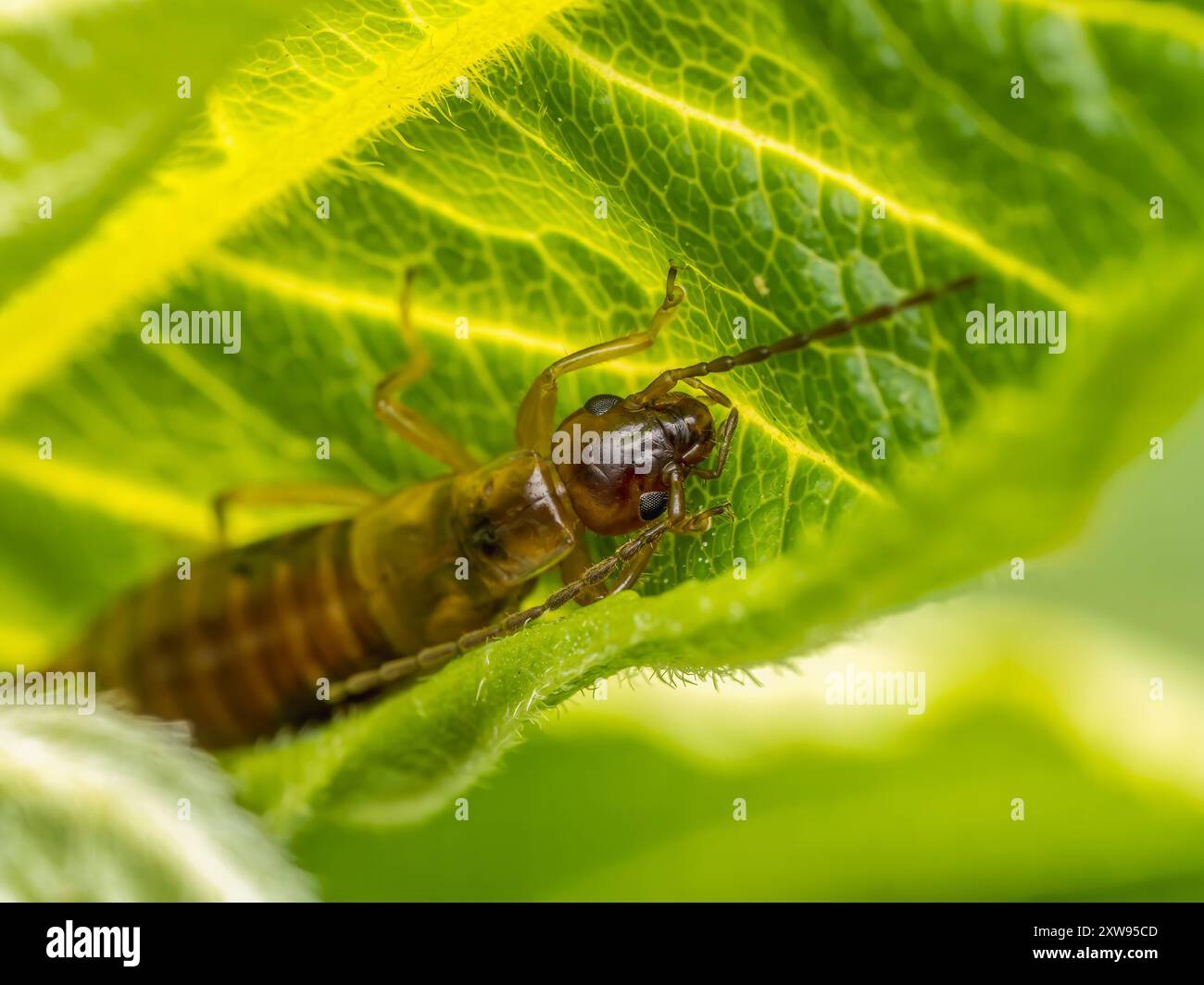 Common brown earwig hi-res stock photography and images - Alamy